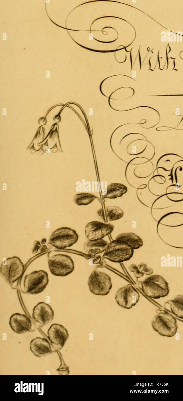 A botanical work featuring colored illustrations of rare and new plant ...