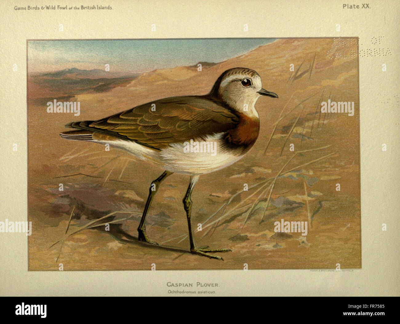 Old british fowl hi-res stock photography and images - Alamy