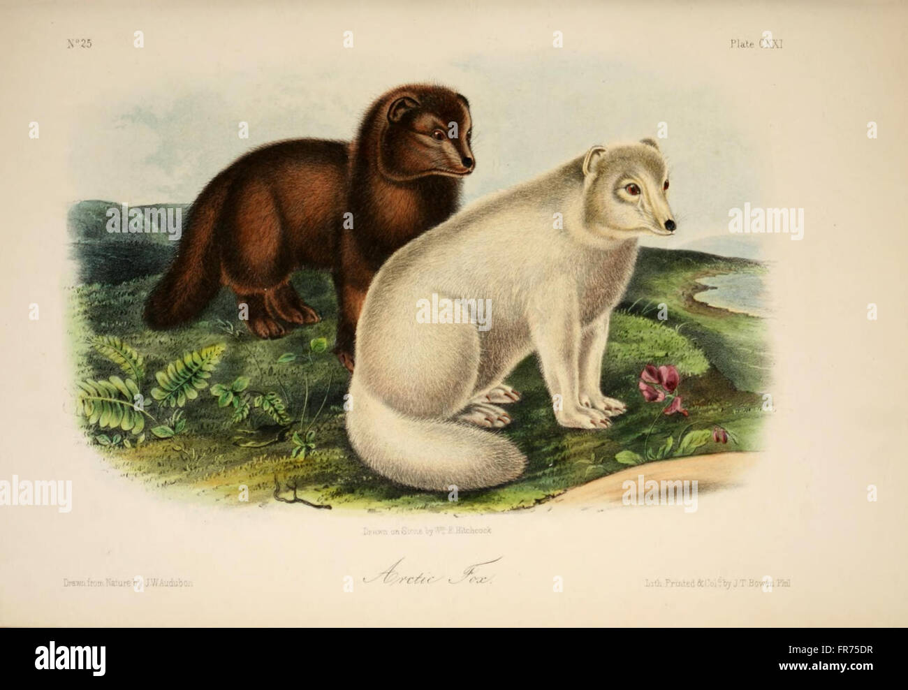 The quadrupeds of North America (Plate CXXI Stock Photo - Alamy