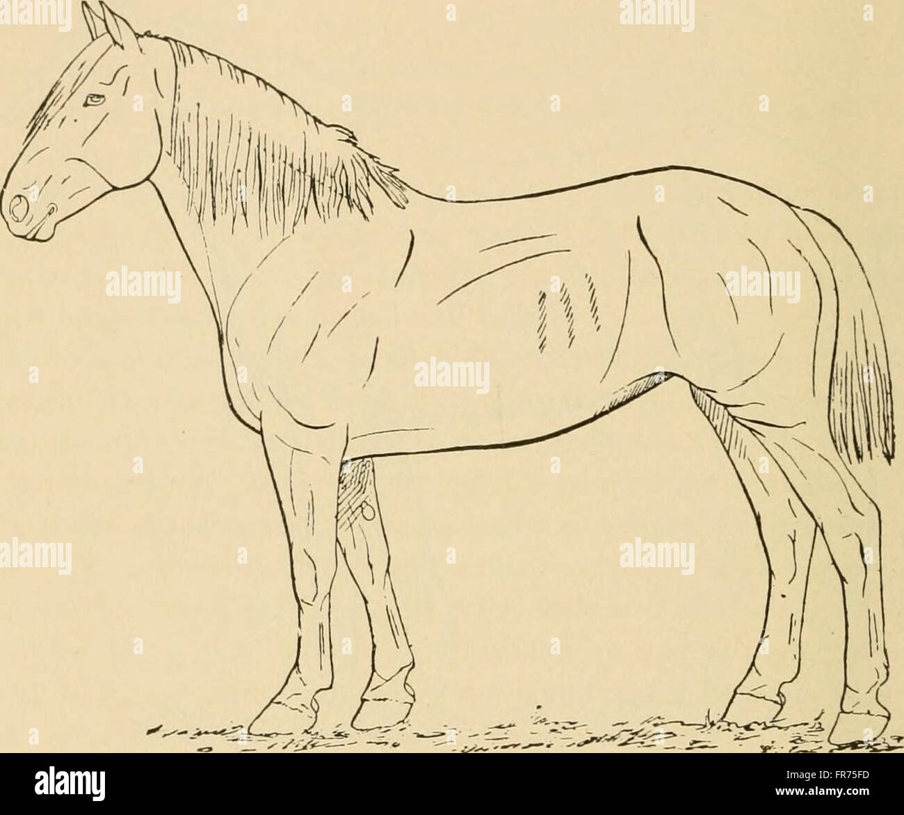 This 1892 work focuses on the physical structure and external ...