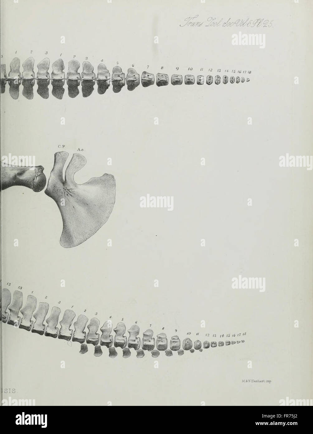 Transactions of the Zoological Society of London (Pl. 25 Stock Photo ...