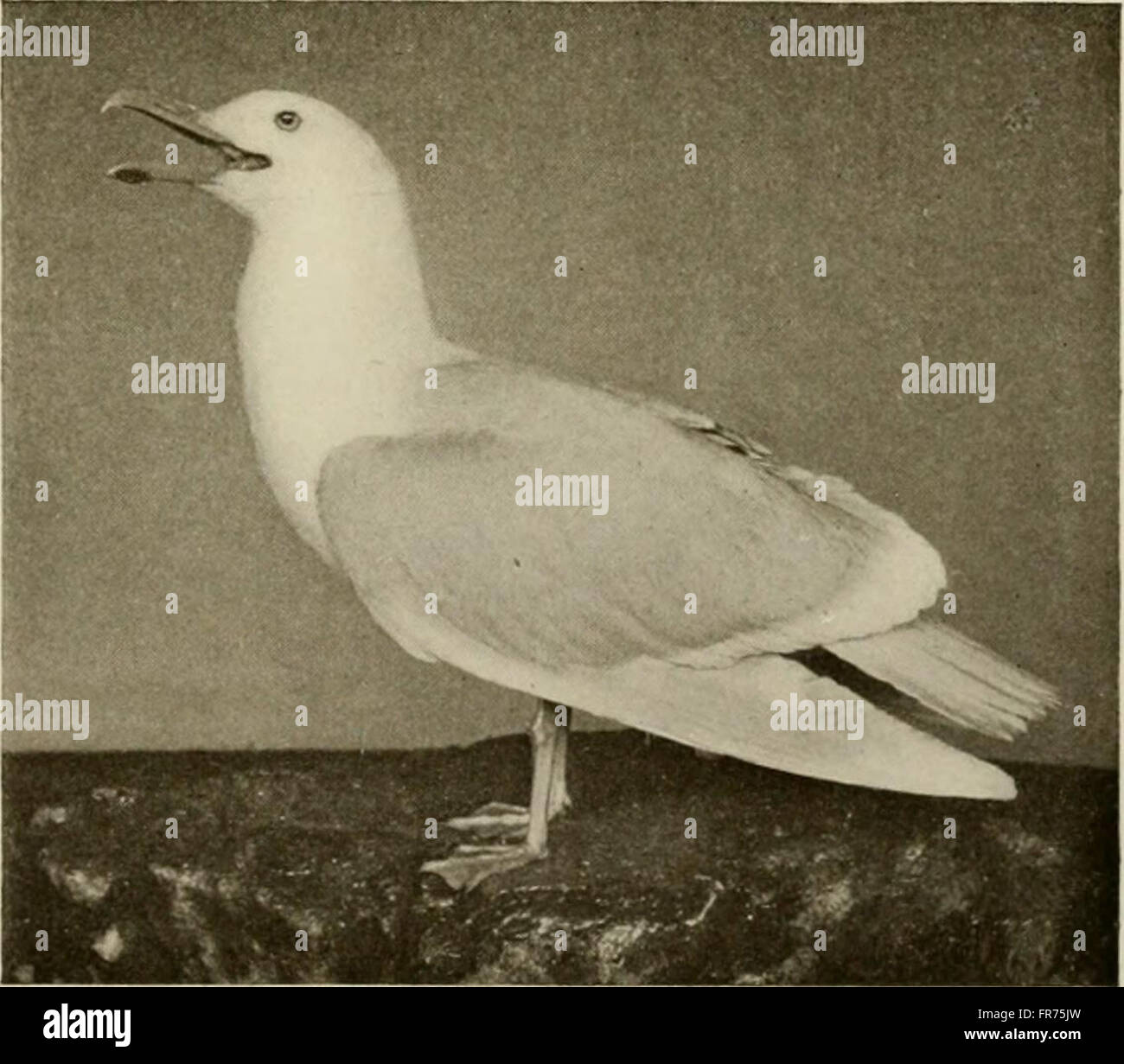 The sportsman's British bird book (1908 Stock Photo - Alamy