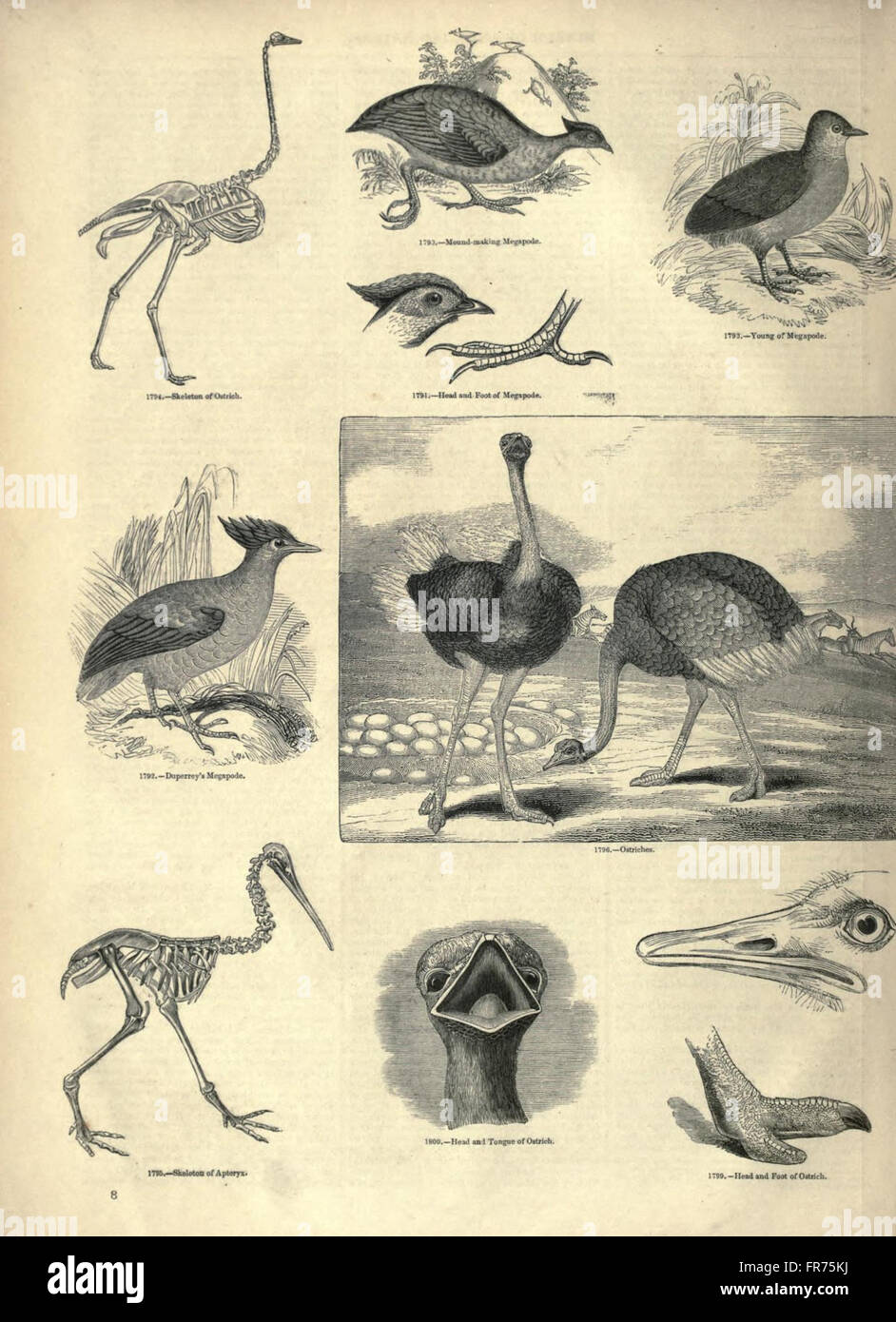 The 'Pictorial Museum of Animated Nature' features detailed ...