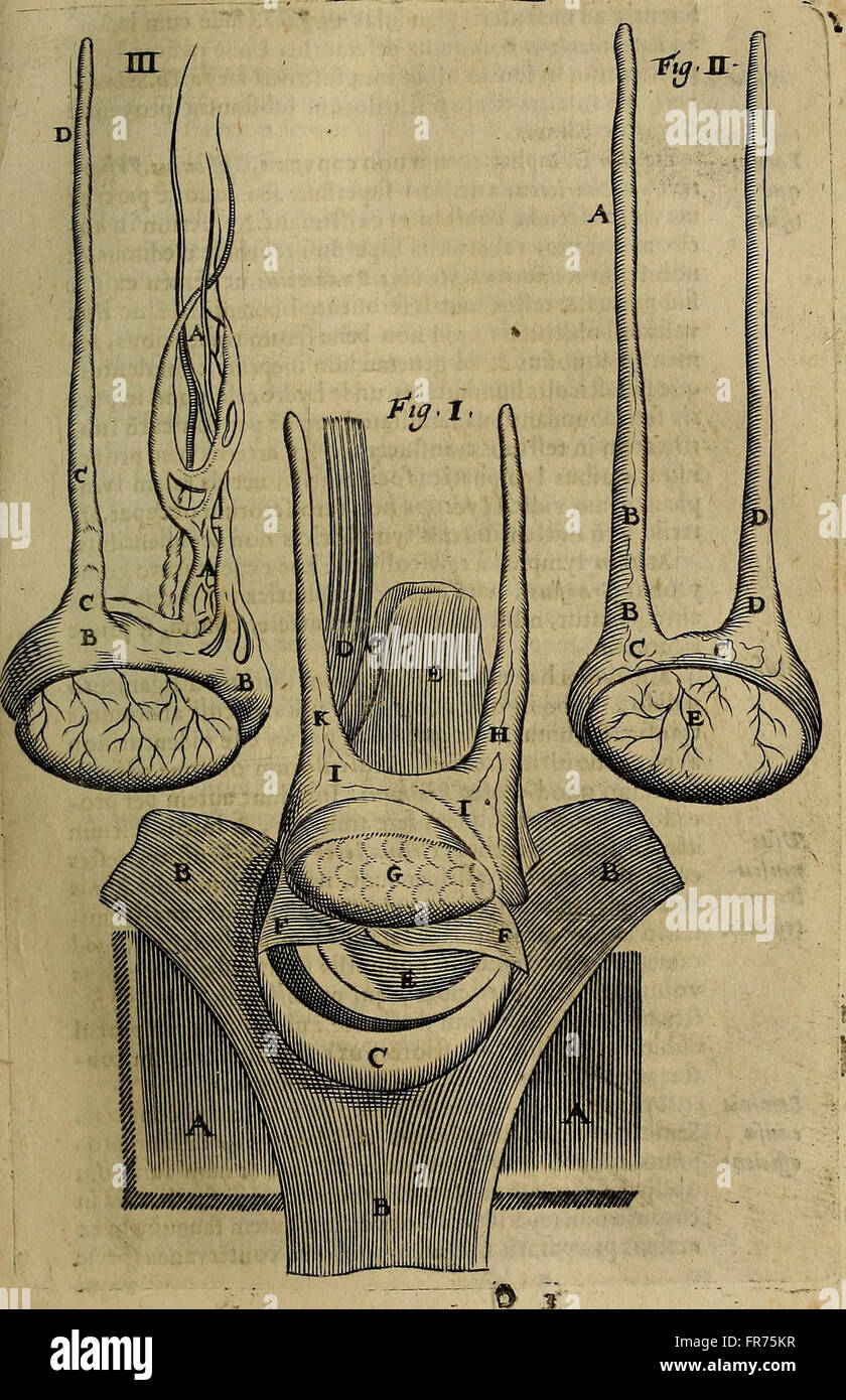 'Thomae Bartholini Archiatri Danici, Anatome Quartum Renovata' provides ...