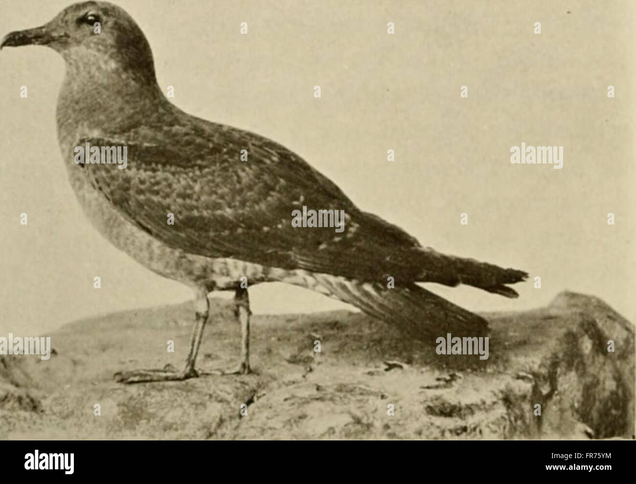 The sportsman's British bird book (1908 Stock Photo - Alamy