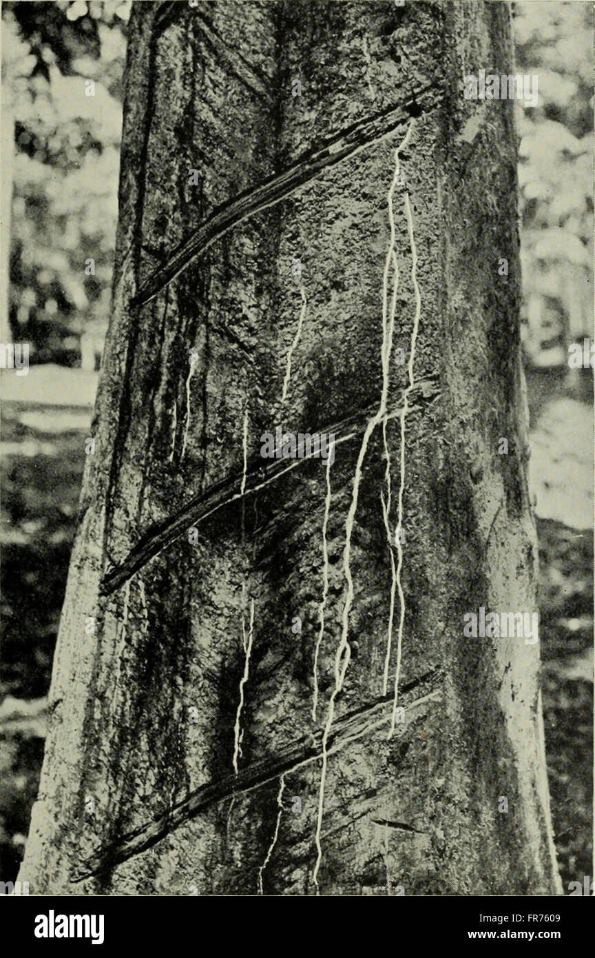 This 1913 work provides an in-depth look at the rubber tree, its ...