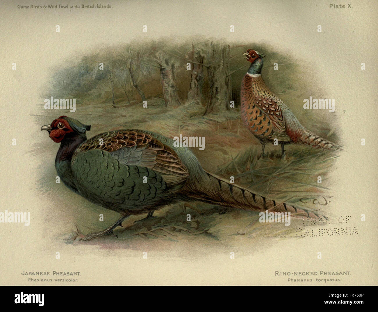 The game birds and wild fowl of the British Islands (Plate X Stock ...