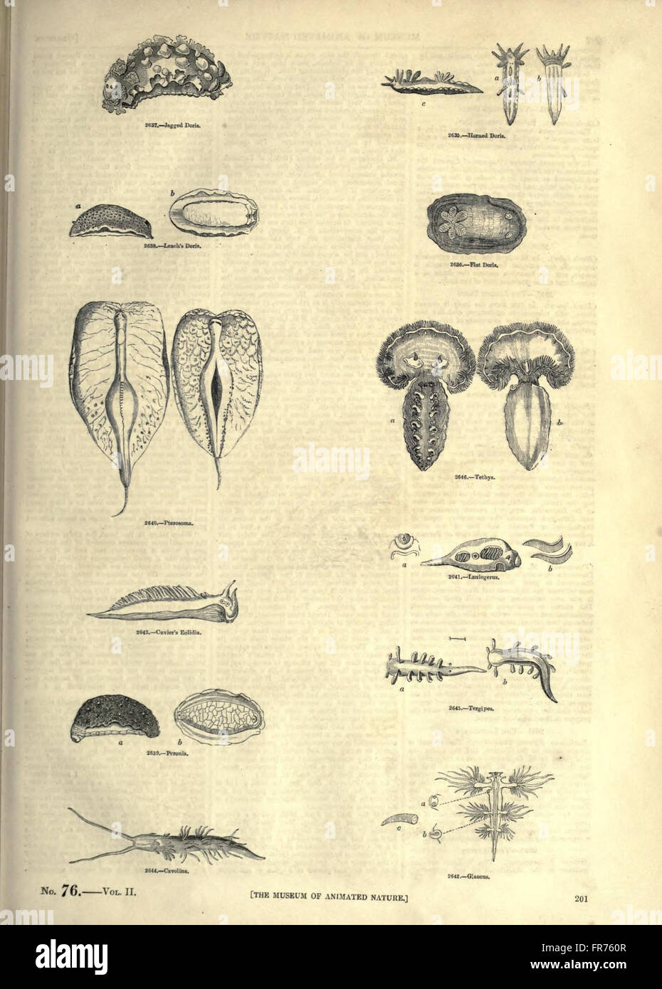 A page from 'The Pictorial Museum of Animated Nature,' which provides ...