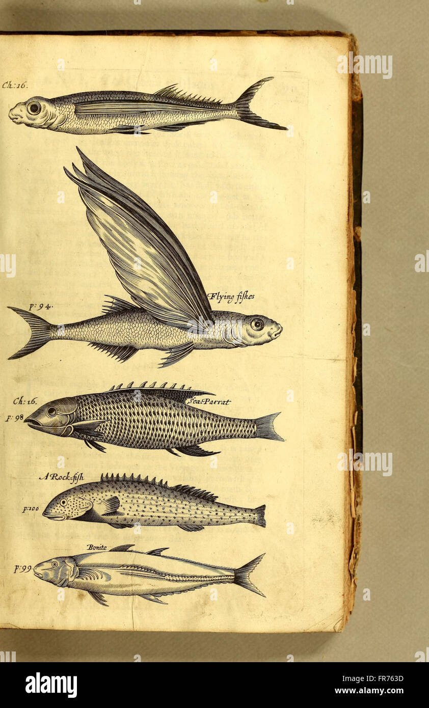 Carib indian drawing hi-res stock photography and images - Alamy