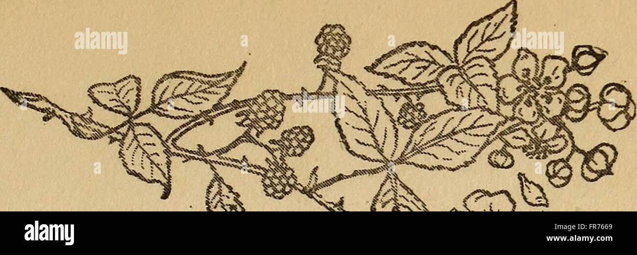 The story and song of Black Roderick (1906 Stock Photo - Alamy