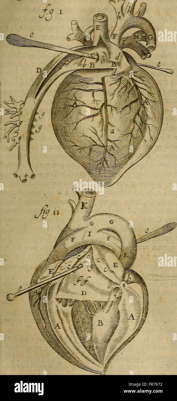 'Thomae Bartholini Archiatri Danici, Anatome Quartum Renovata' presents ...