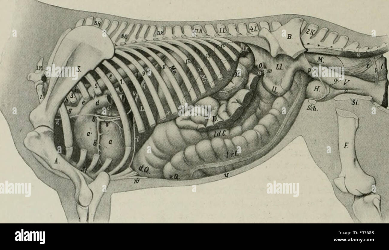 This 1914 work presents an in-depth study of the anatomy of domestic ...