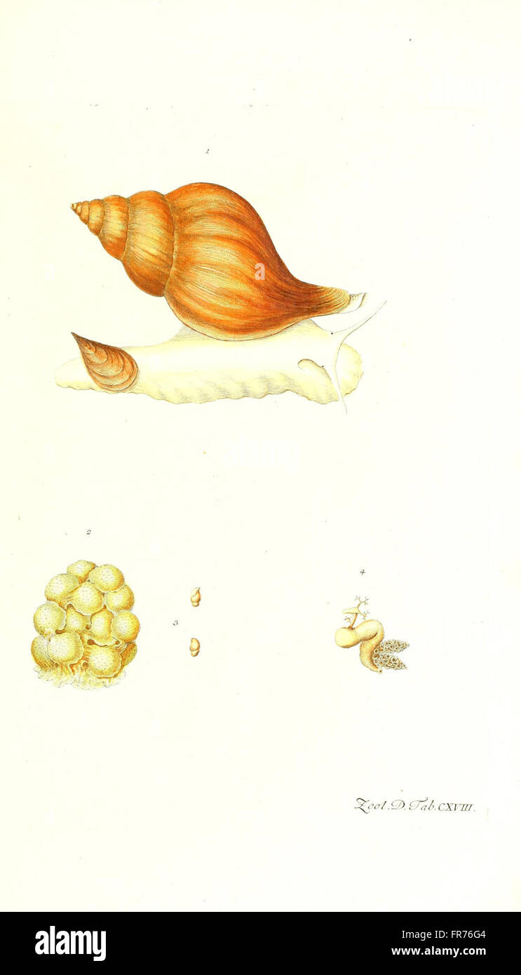 This Latin text describes and documents rare and less-known animal ...