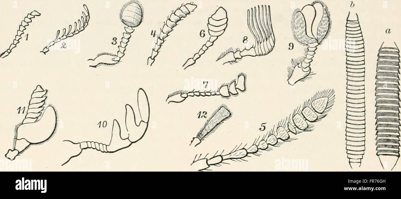 This textbook on entomology offers a comprehensive study of insect ...