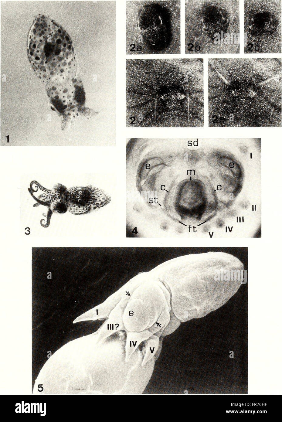 A publication focused on malacology, the study of mollusks, covering ...