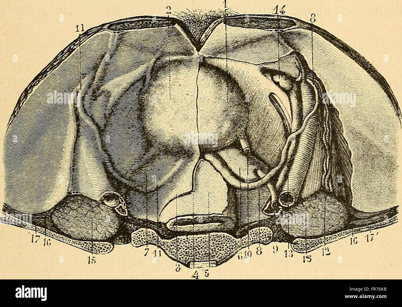 'A System of Genito-Urinary Diseases, Syphilology and Dermatology ...