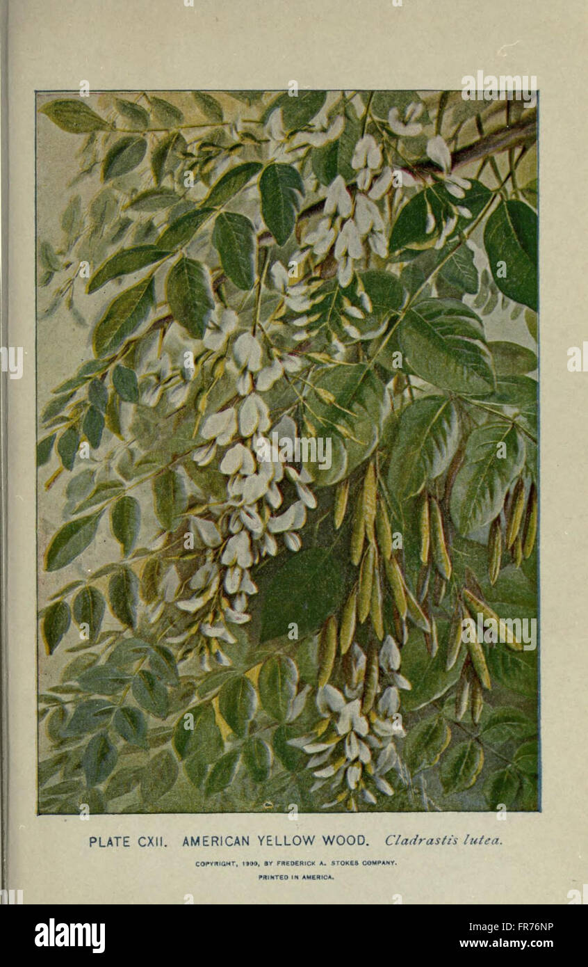 A botanical guide featuring a detailed illustration (Plate CXII) of ...