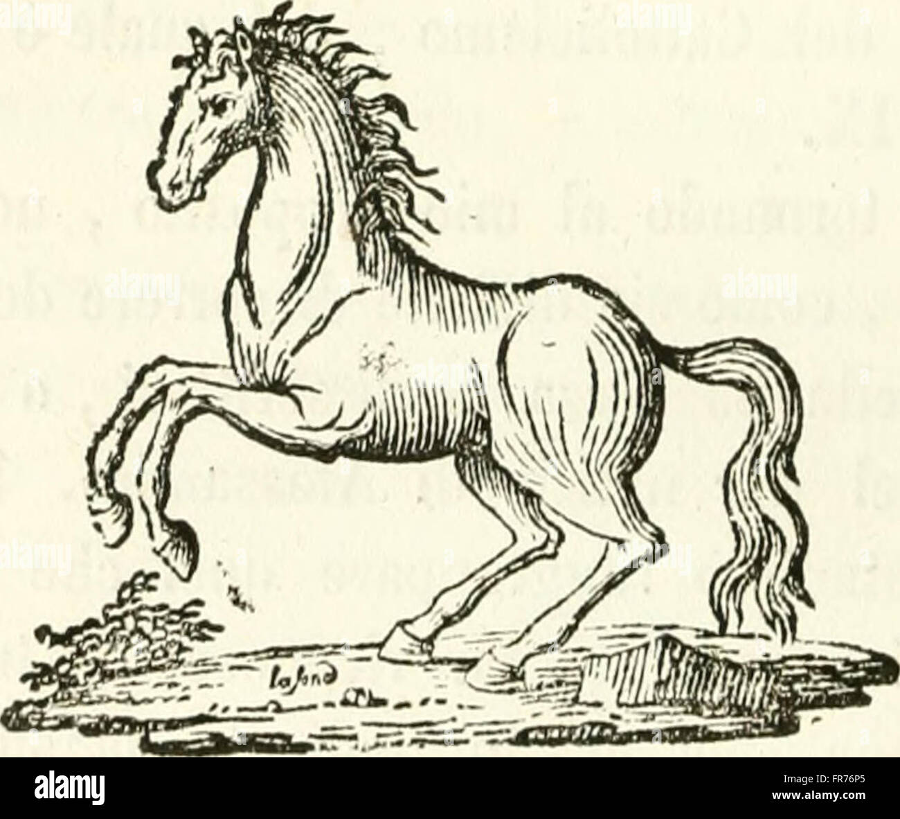 Bucefalo hi-res stock photography and images - Alamy