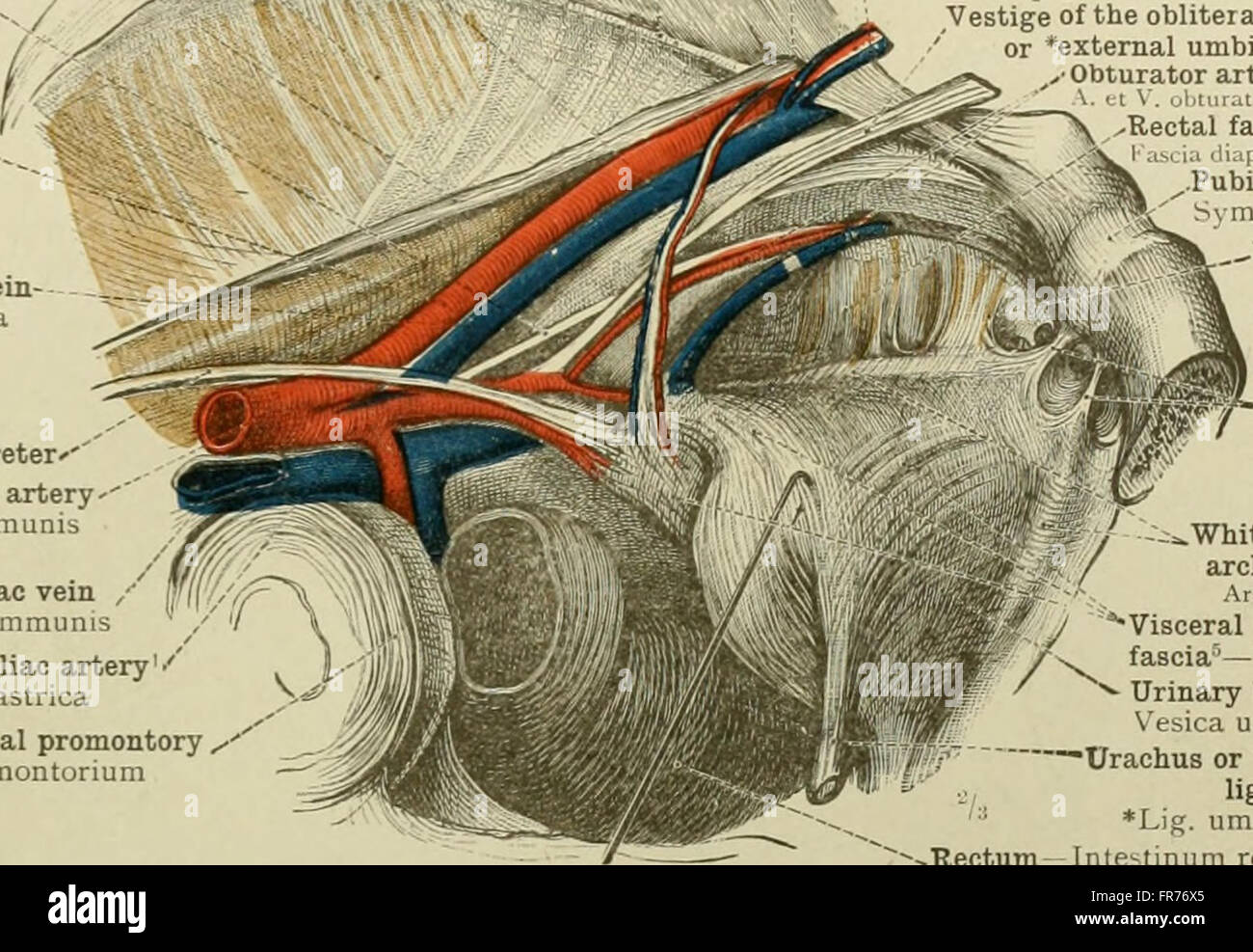 Muscular system atlas hi-res stock photography and images - Alamy