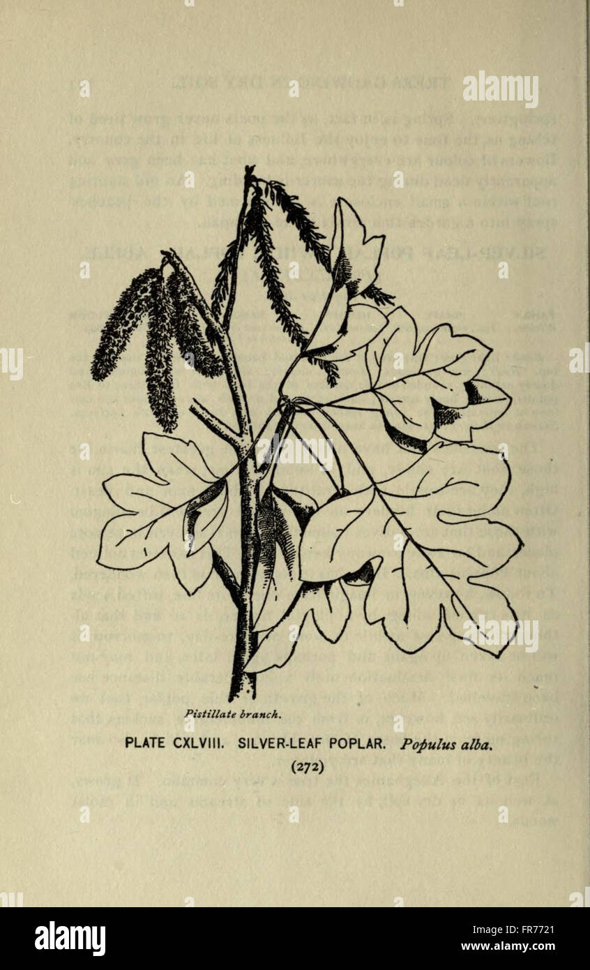 A reference guide detailing various tree species, their characteristics ...