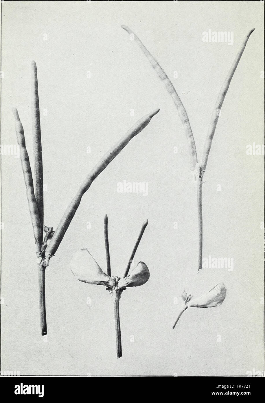 This 1912 publication examines the agricultural varieties of cowpea and ...