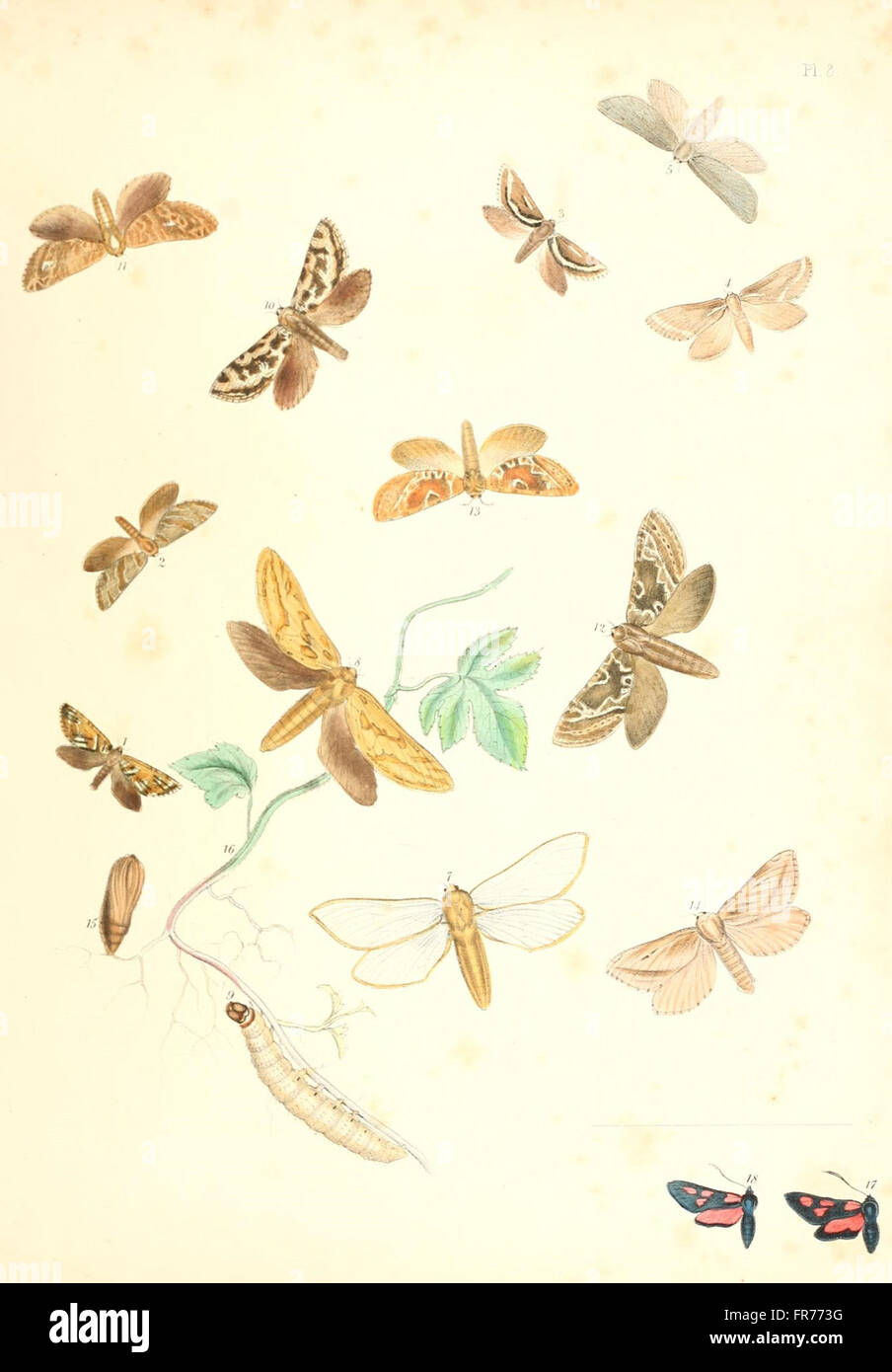 A study of British moths, detailing their life cycle, metamorphosis ...