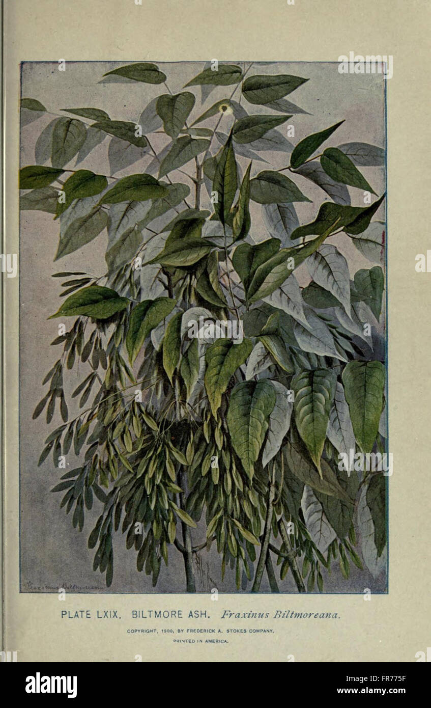 Plate LXIX of 'A Guide to the Trees' features detailed illustrations ...