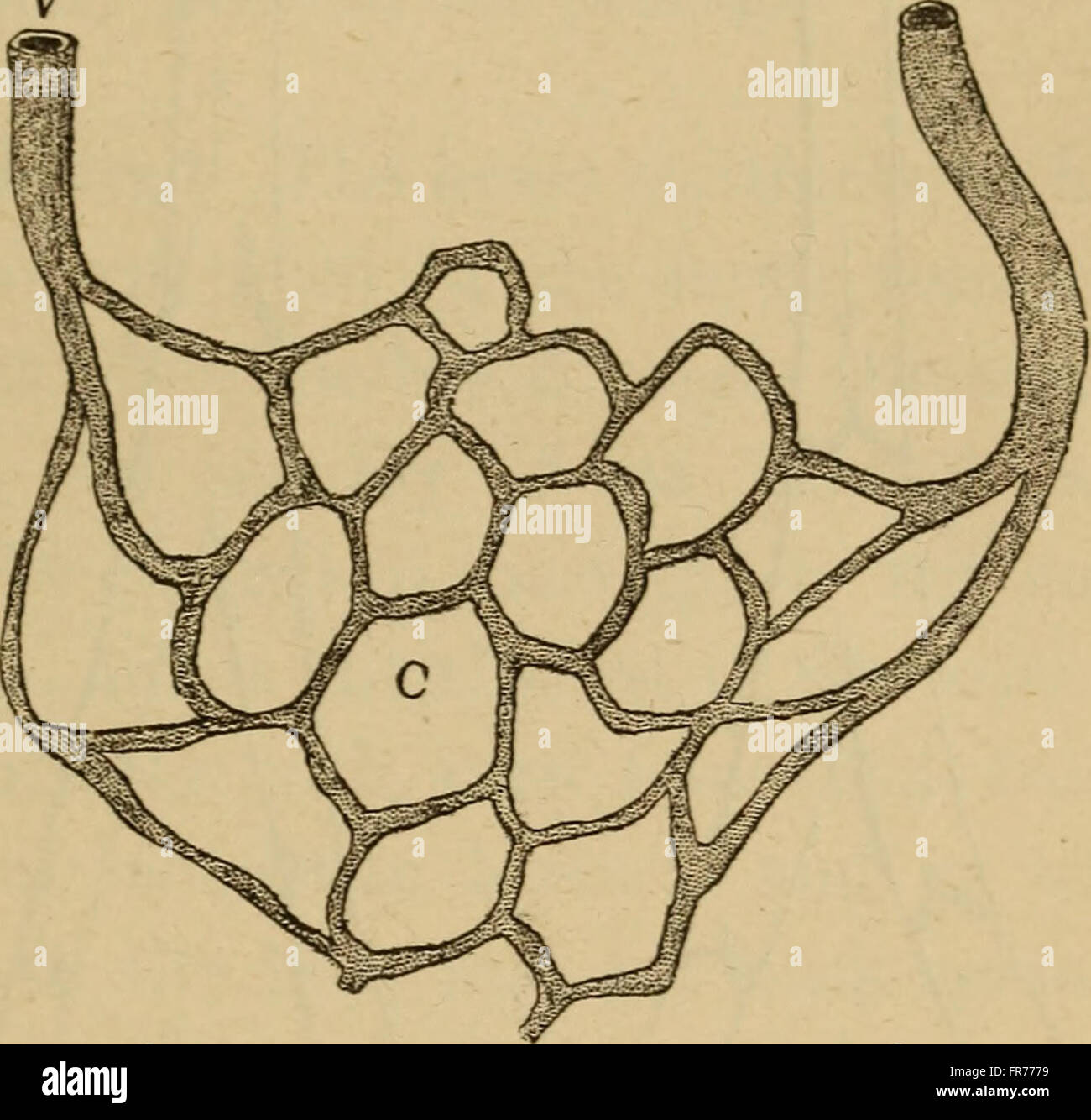 This 1889 textbook provides students with a comprehensive guide on ...