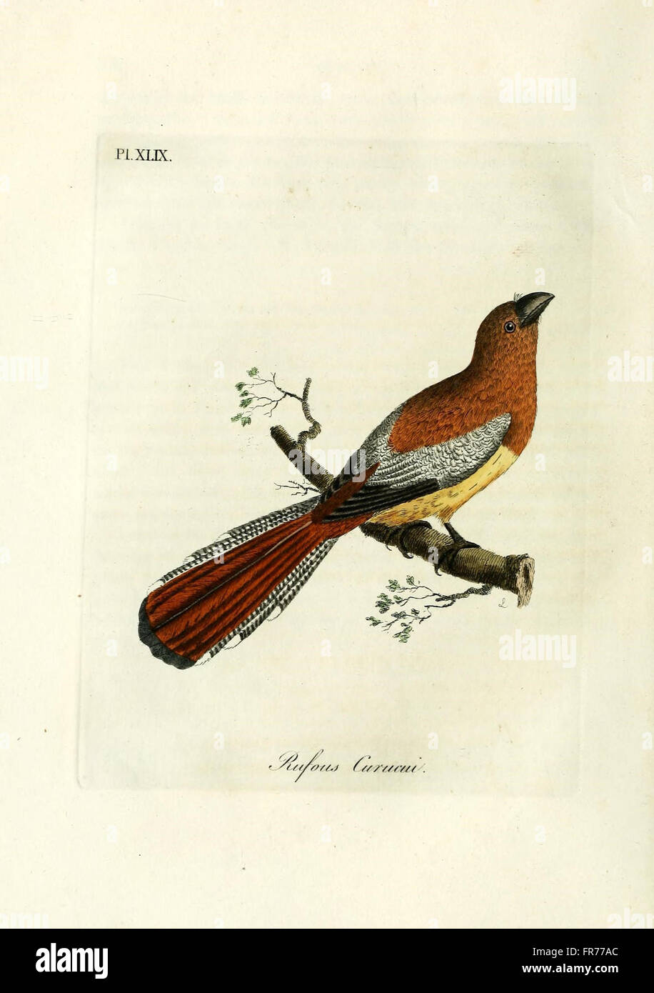 This work provides an extensive overview of bird species, their ...