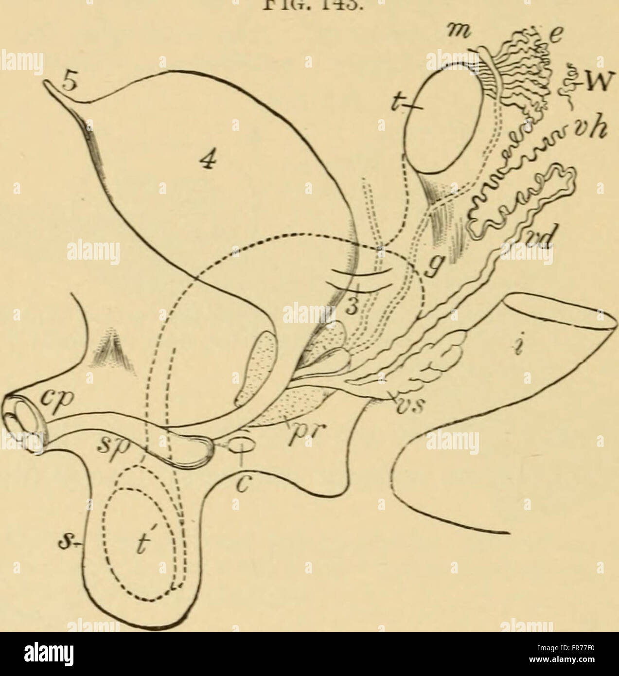 A system of obstetrics (1888 Stock Photo - Alamy