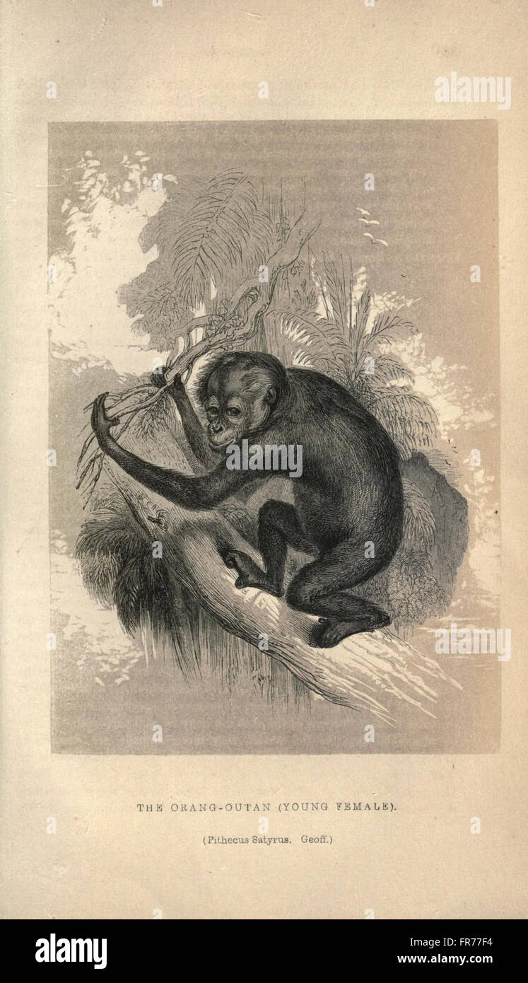 This introduction covers the natural history of mammalian animals ...