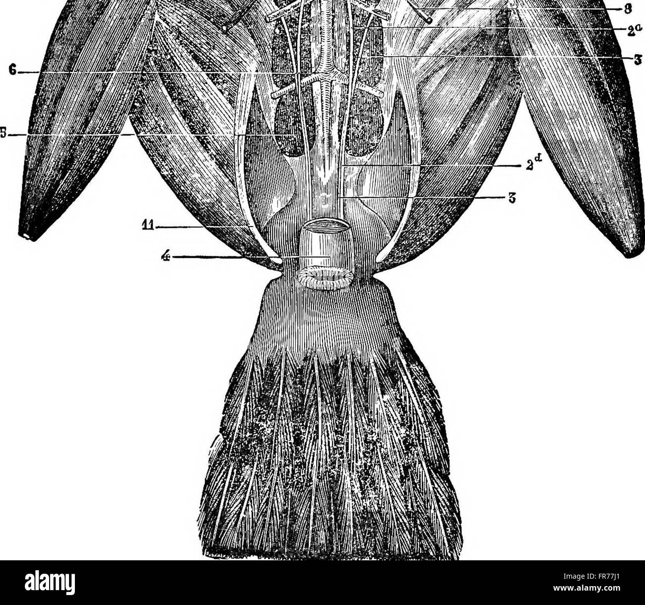 Castration Black and White Stock Photos & Images - Alamy