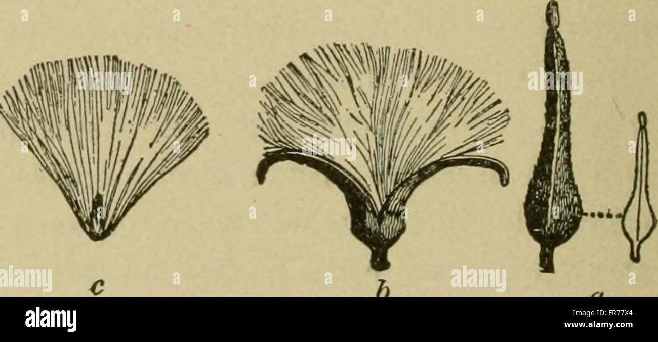 This 1896 compendium provides an overview of general botany, covering ...