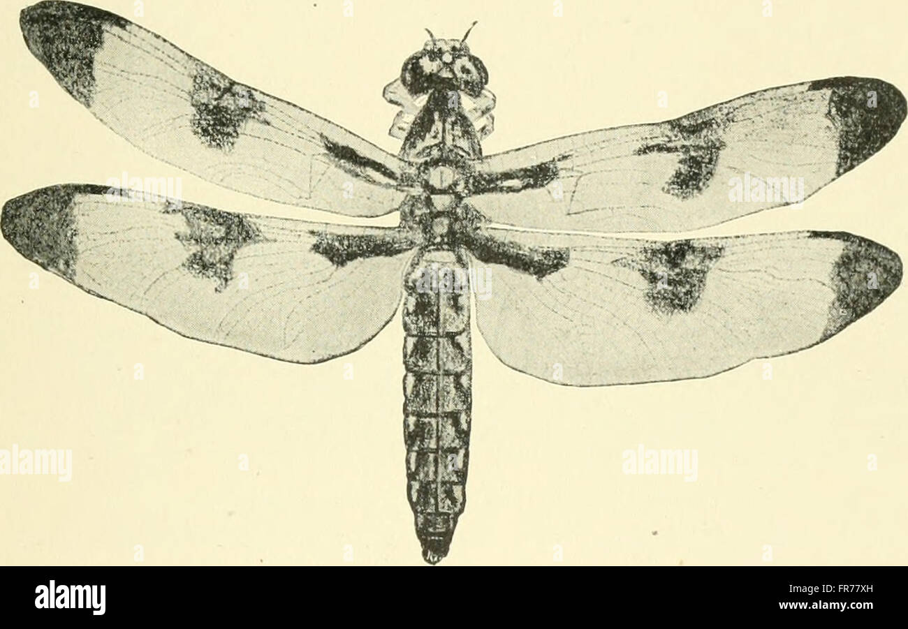 *American Insects* (1905) is a comprehensive guide to the insects of ...