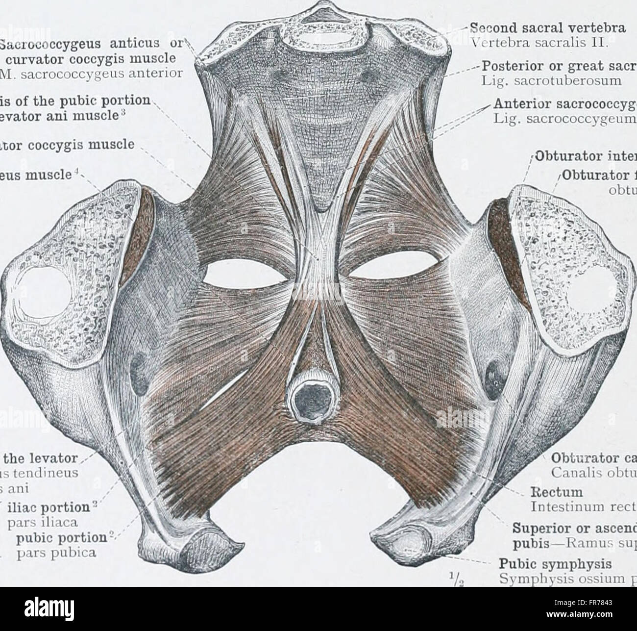 Atlas human anatomy students physicians hi-res stock photography and ...