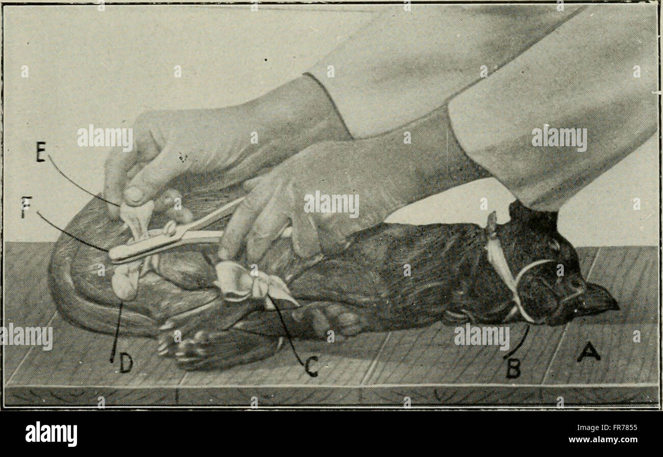 This 1920 book provides a detailed examination of animal castration ...