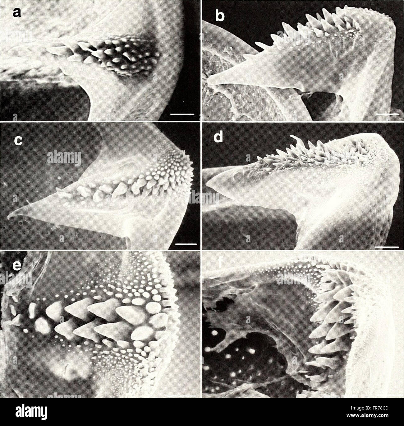 The 2005 American Malacological Bulletin publishes research on mollusks ...
