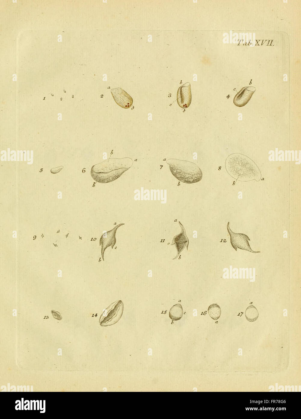 This scientific illustration, Plate XVII, features aquatic ...
