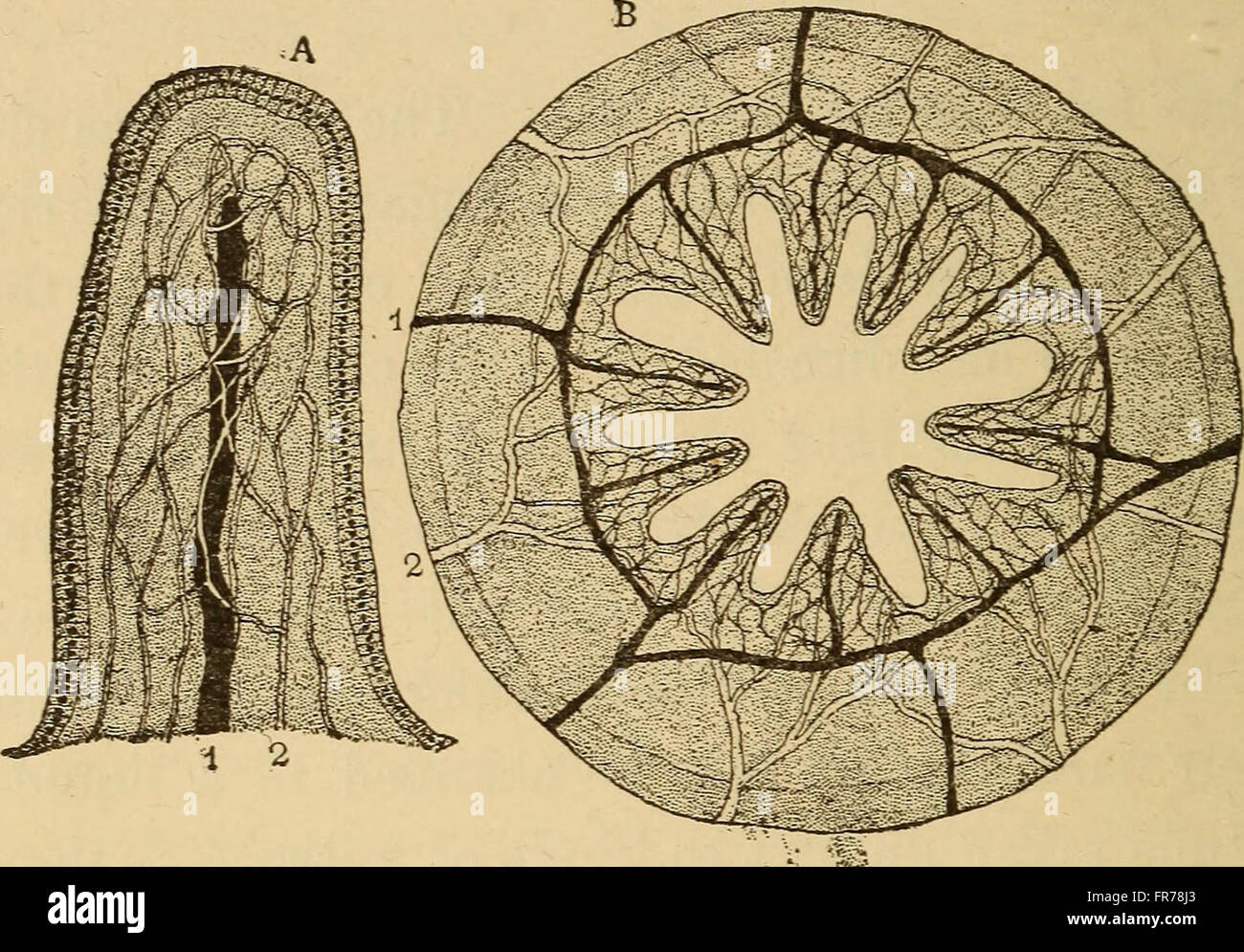 This 1889 textbook provides comprehensive information on human anatomy ...