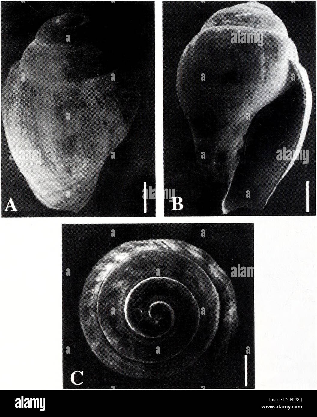 The 2001 issue of the American Malacological Bulletin focuses on ...