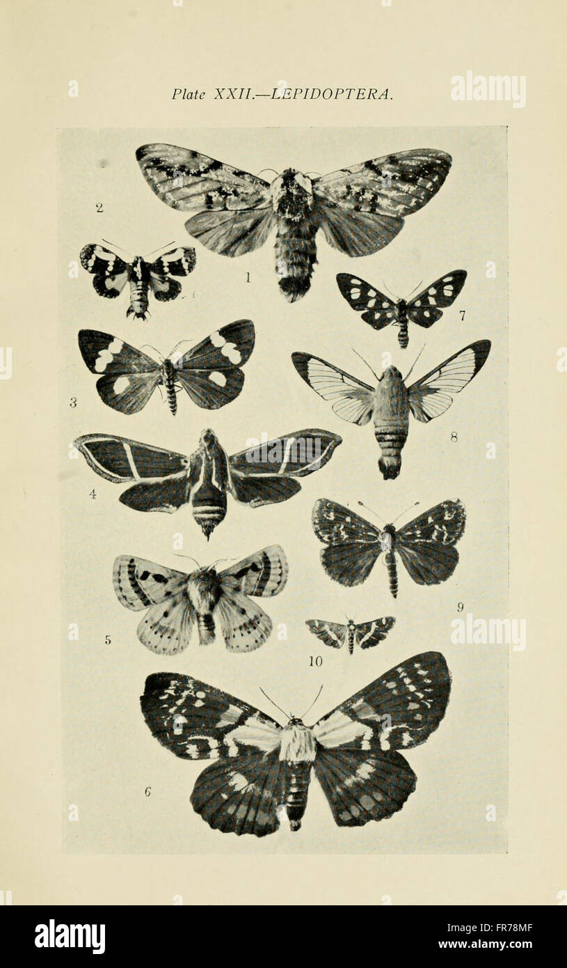 A scientific illustration of Australian insects, featured in Plate XXII ...
