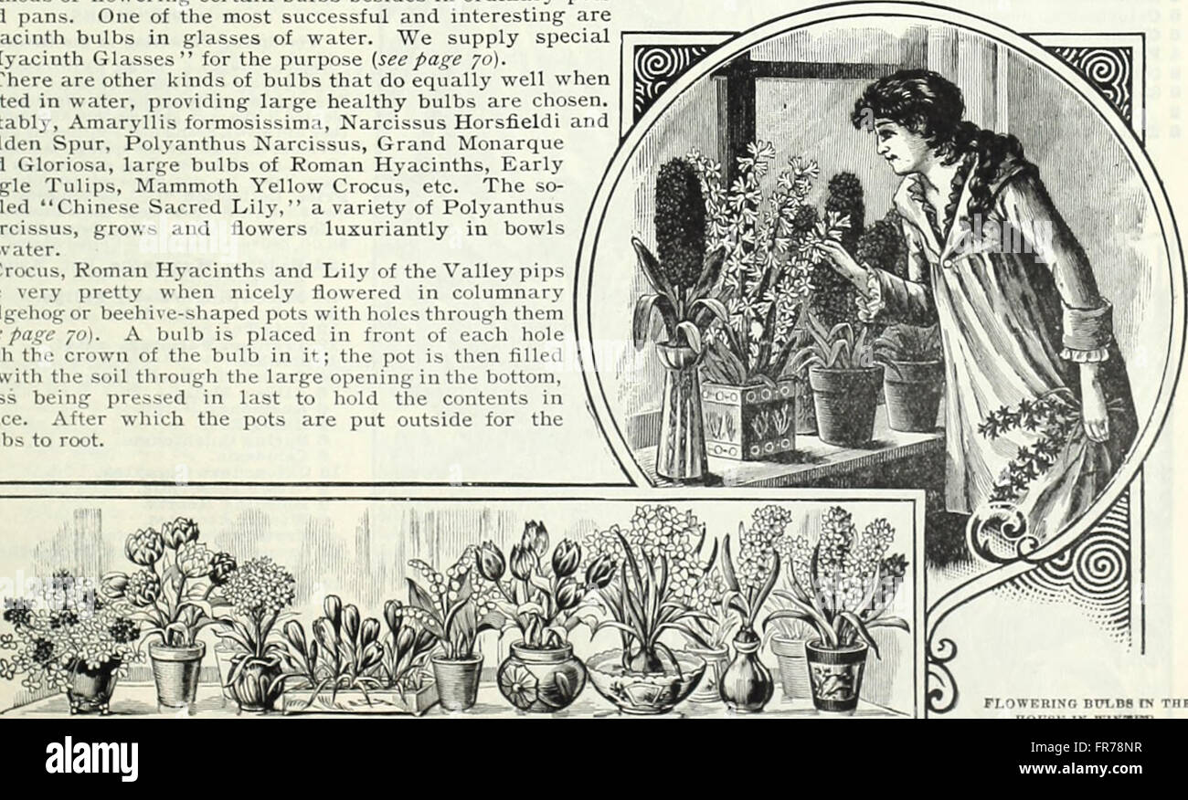 The 'Autumn Bulb Catalogue' (1901) provides a comprehensive guide for ...