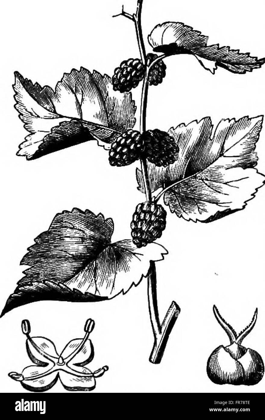 Medical history letter Cut Out Stock Images & Pictures - Alamy