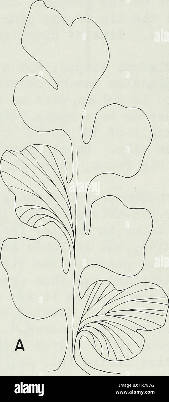 This study from 1977 examines an Early Pennsylvanian flora, focusing on ...