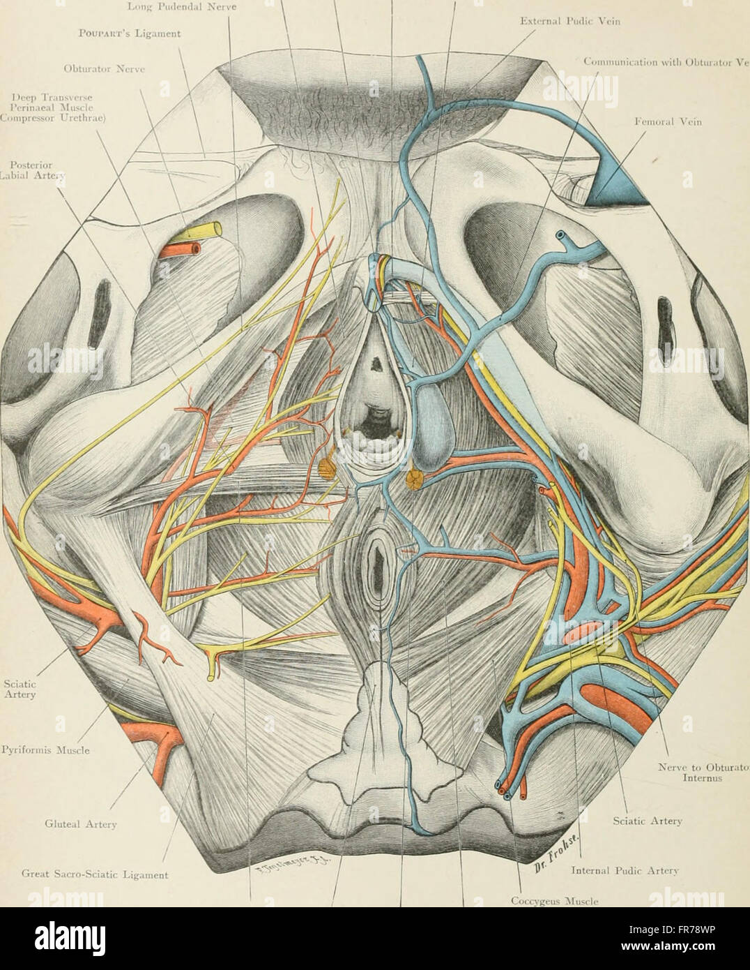 *Atlas of Applied Human Anatomy* (1906) provides detailed anatomical ...