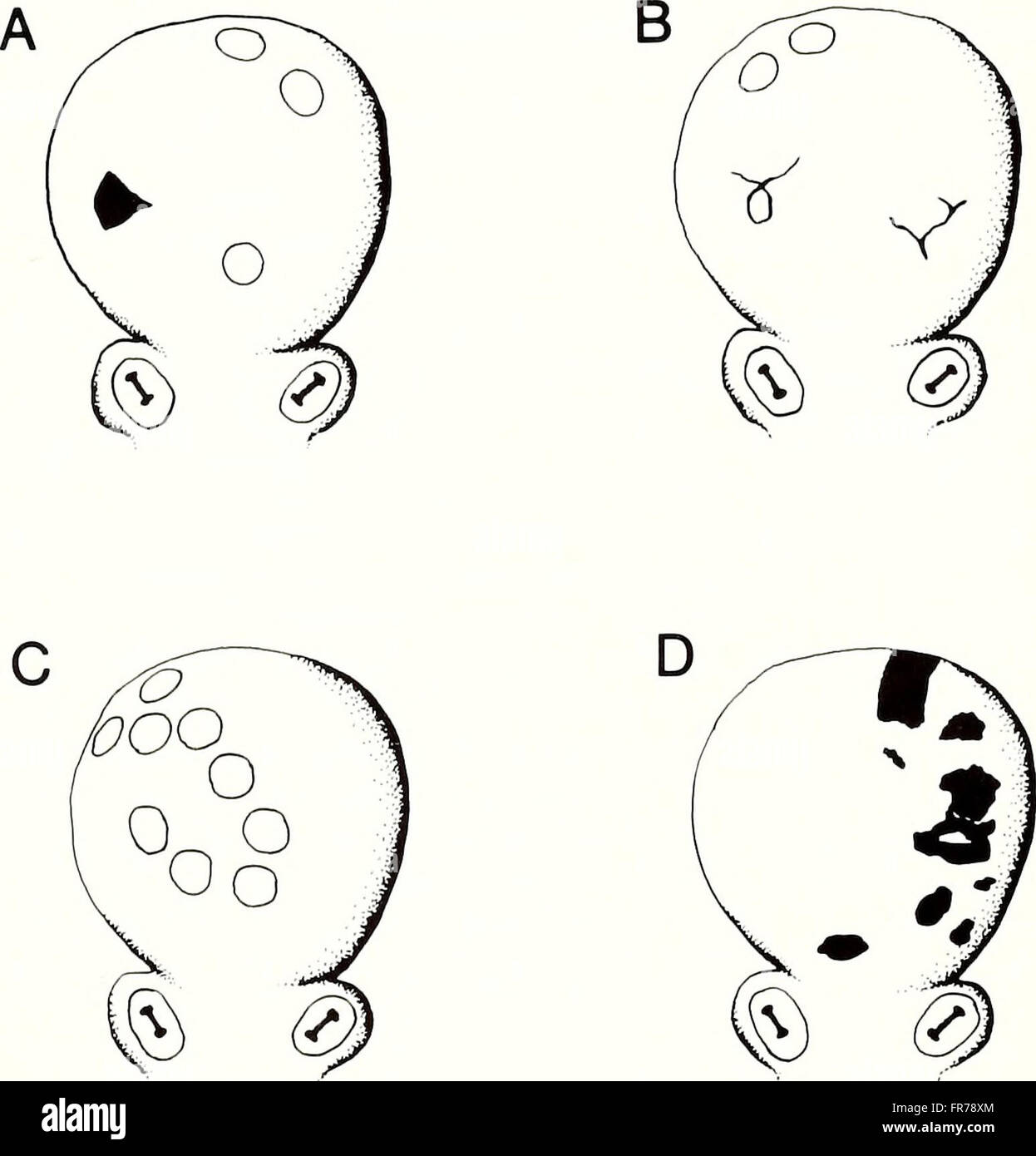 The 1988 edition of the American Malacological Bulletin presents ...