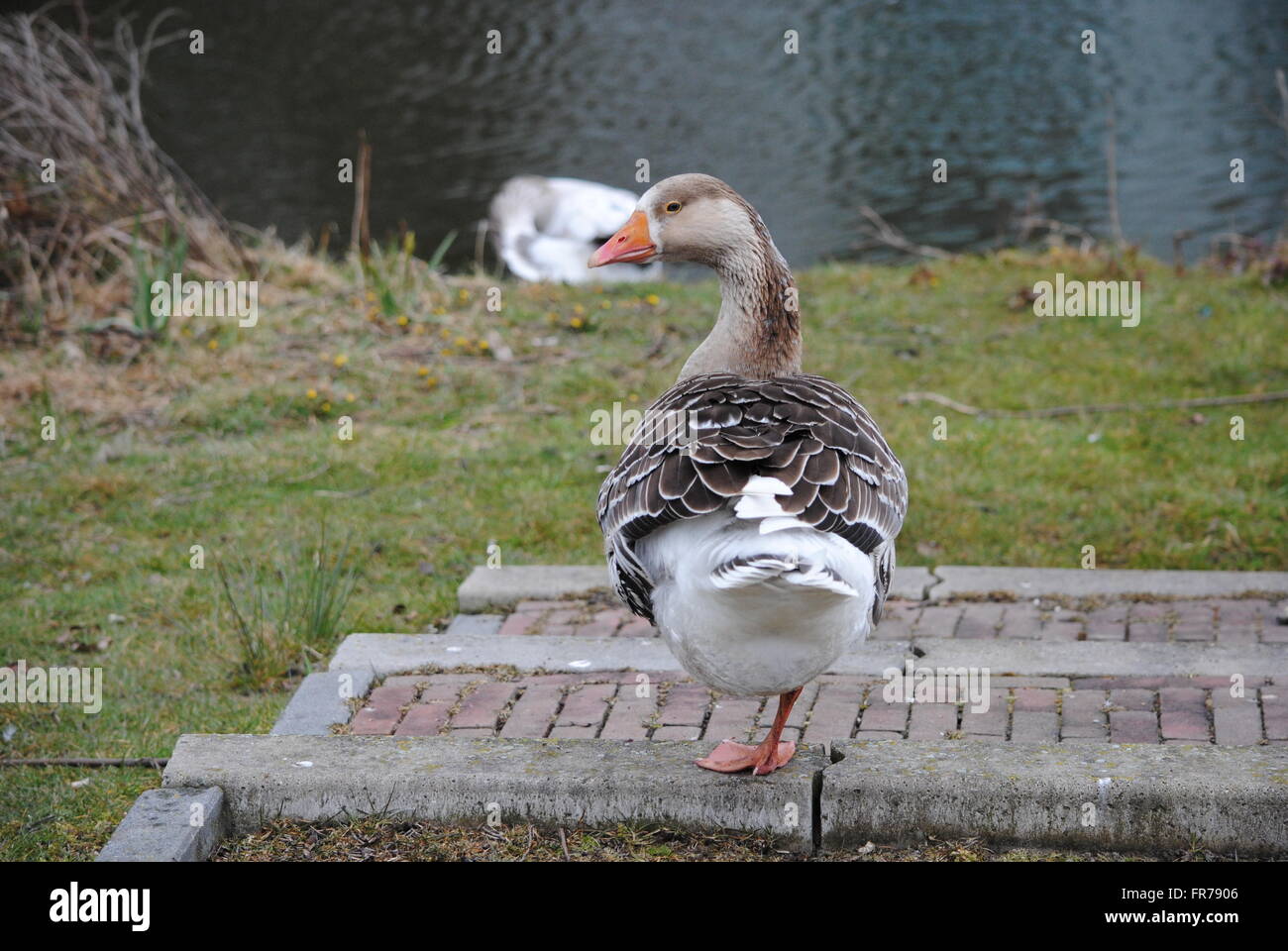 Duck walking down the steps Stock Photo - Alamy