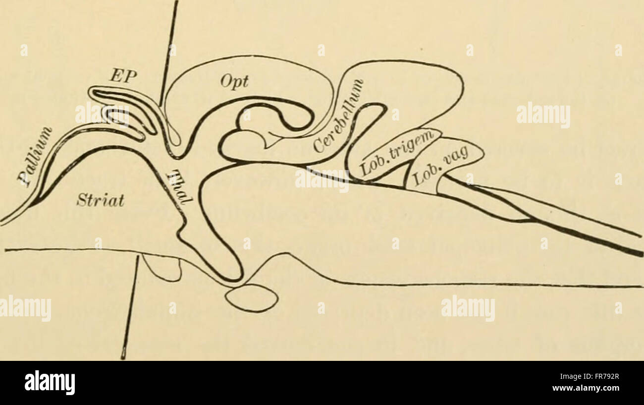 'An American Text-Book of Physiology' (1897) provides a comprehensive ...