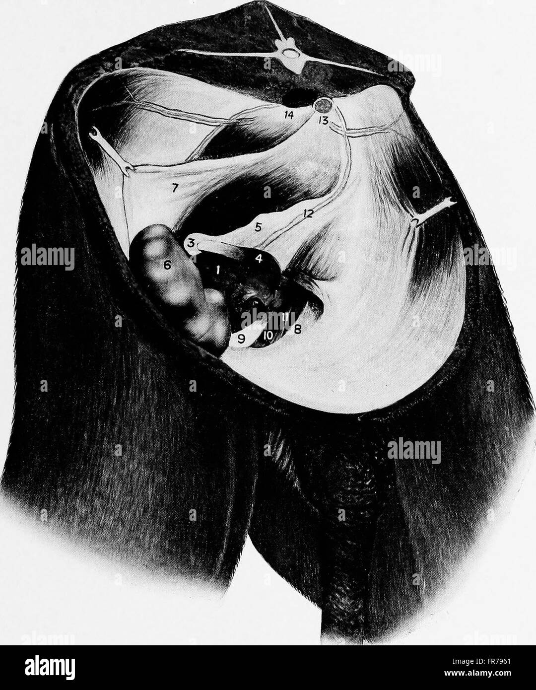 Castration Black and White Stock Photos & Images - Alamy