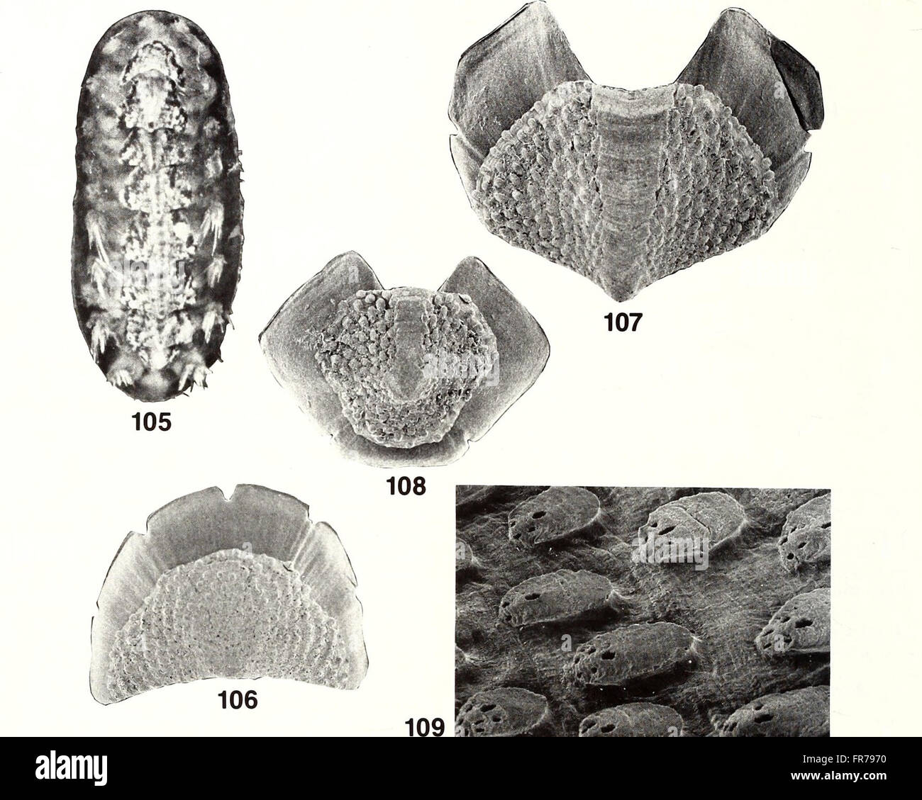 A 1988 scientific bulletin on malacology, featuring research and ...